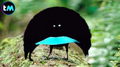 Las 10 AVES MÁS RARAS Del Mundo YouTube