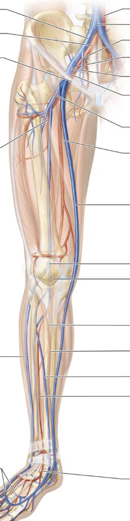 Vessels Of The Lower Limb Diagram Quizlet