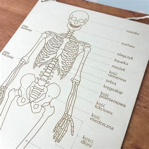 SZKIELET CZŁOWIEKA tablica edukacyjna sylaby pl