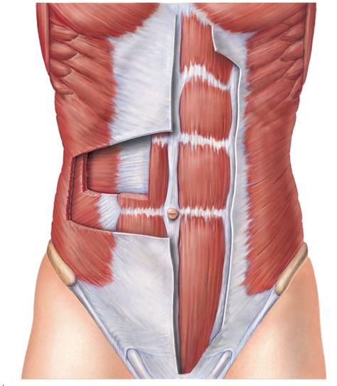 Human Muscles Abdomen Diagram Quizlet
