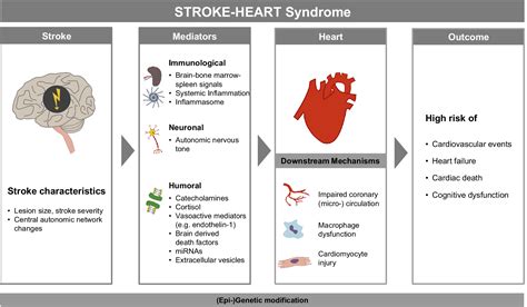stroke heart syndrome recent advances and challenges journal of the american heart association