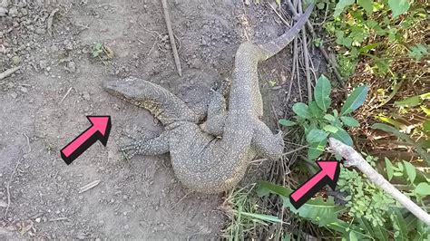 20KG Monitor Lizard Trapped How To Trap Monitor Lizard Easily