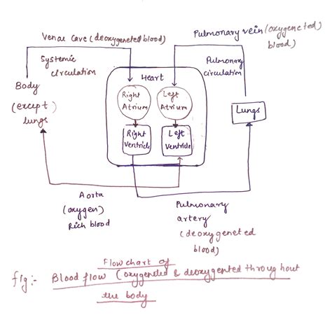 Pulmonary Circulation Flow Chart
