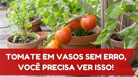 Guia Definitivo Como Plantar Tomate Em Vasos Em Casa Como Um Profissional