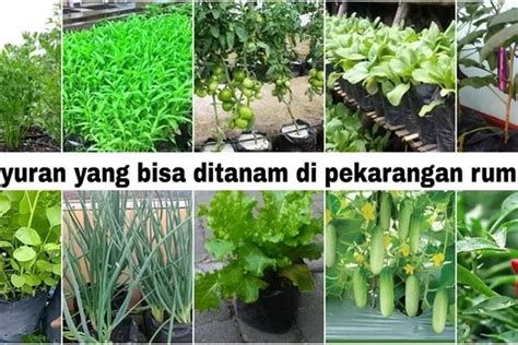 10 Tanaman Sayuran Yang Cocok Ditanam Di Pekarangan Rumah Dan Lengkap