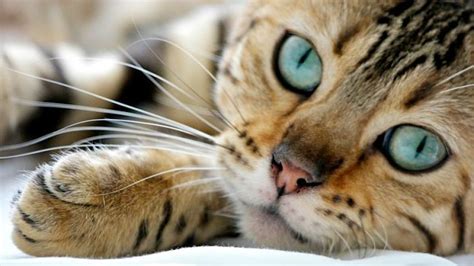 Top 10 de las razas de gatos más populares tú minino está entre ellas
