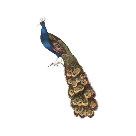 Ilustración de vector de acuarela de pavo real Vector Premium
