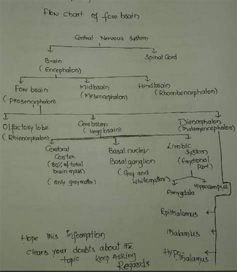Flow Chart Of Human Brain Brainly In