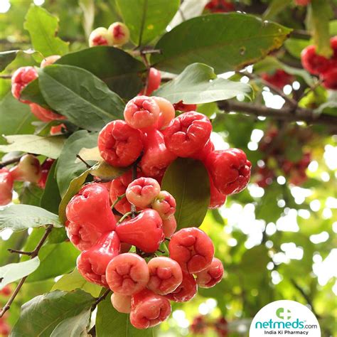 Water Apple Nutrition Health Benefits Uses For Skin And Applications