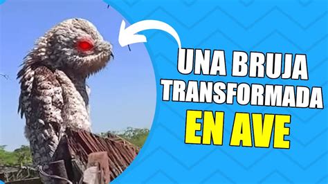 Las Aves Mas Feas Y Aterradoras Que Presagian El Mal YouTube
