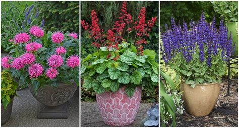 Plantes vivaces en pot ou jardinière 7 idées faciles à vivre