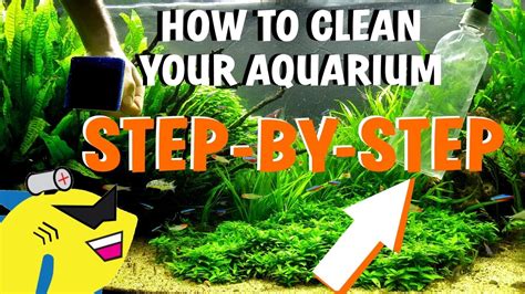 How To Sanitize Aquarium Plants Fishn Addiction