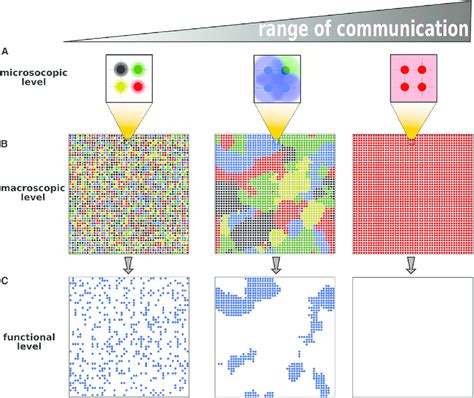 cellular automaton model of communicating cells arranged on a grid download scientific diagram