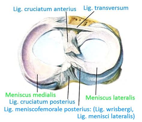 Linkmap Kniegelenk Menisken Yogabuch