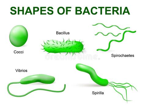 Tipos De Bacterias Para Identificar