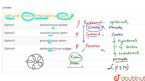 Pith And Cortex Of The Stem Are Parts Of Anatomy Of Plant Parts