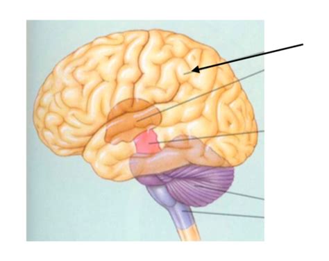 Neuroanatomie 1 Flashcards Quizlet