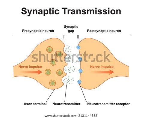 Scientific Designing Synapse Structure Synaptic Transmission Stock