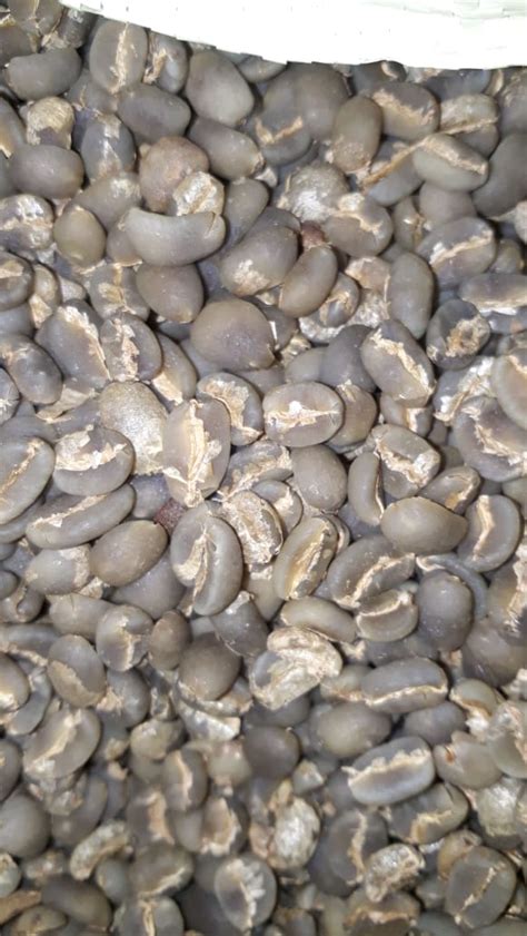 Gayo Arabica Green Bean Coffee Inaexport