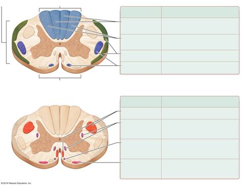 Labeling Ascending And Descending Tracts Diagram Quizlet