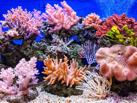 La Gran Barrera de Coral cuatro curiosidades del ser vivo más grande