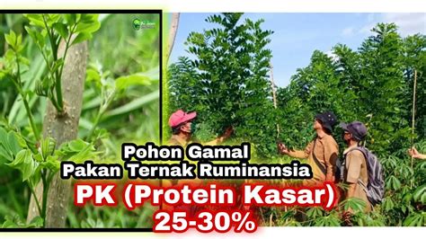 GAMAL Pakan Ternak Kambing Domba Dan Sapi Mempunyai PK Protein