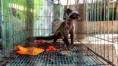 What Is Civet Coffee Kimberley Coffee Company