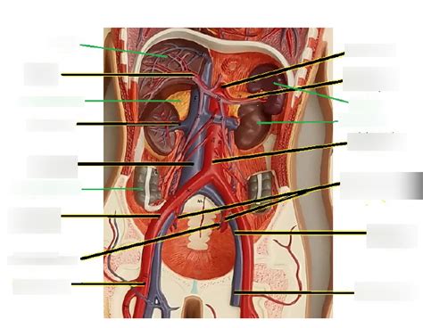 Human Blood Vessel Model Diagram Quizlet