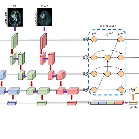 pdf mm bifpn multi modality fusion network with bi fpn for mri brain tumor segmentation