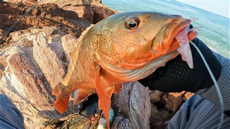 Pesca De Colorados R Balos Y Corvinas Pesca Con Camar N Youtube