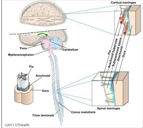 Neuroanatomy Online Lab 1 Overview Of The Nervous System Pia Arachnoid