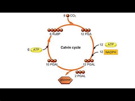 Calvin Cycle Explained YouTube