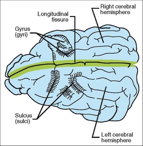 Hemisphere Lines And Valleys Diagram Quizlet