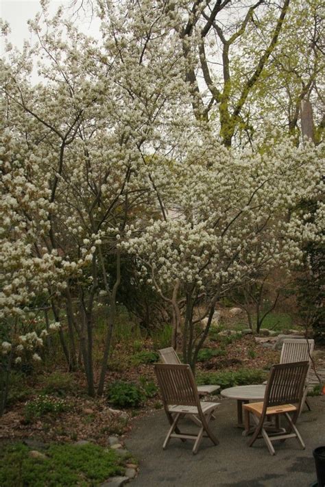 Grow Your Own Food Edible Native Plants For New England Native