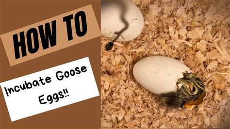How To Incubate Goose Eggs Youtube