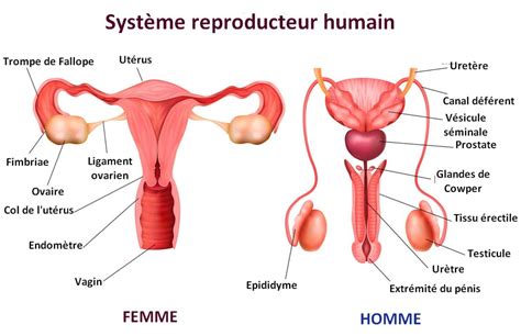 C est quoi un organe sexuel reproducteur ou génital