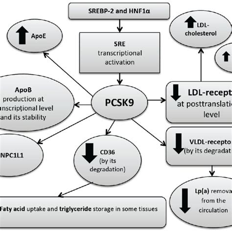 PCSK9 Involvement In The Regulation Of Lipid Metabolism Legend ApoB