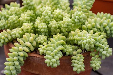 Types Of Succulents