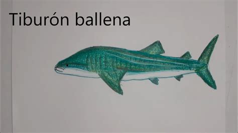 Como Dibujar Un Tibur N Ballena Youtube