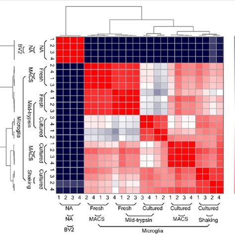 RNA Seq Analysis Of Isolated Microglia Heat Map Of Pair Wise Pearson