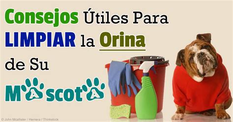 Limpieza Y Eliminaci N De Olor De Orina De Mascotas