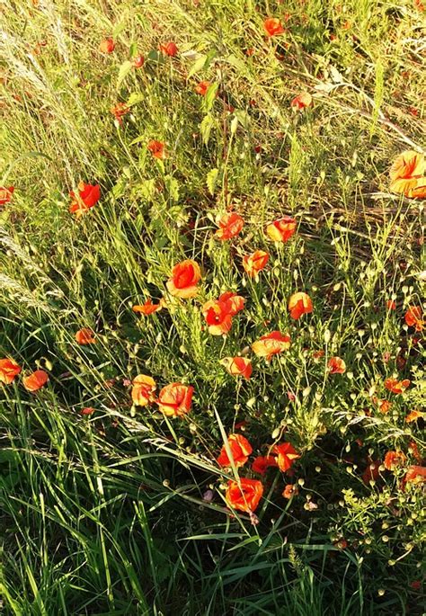 Klatschmohn Blume Mohn Kostenloses Foto Auf Pixabay Pixabay