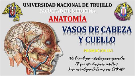 ARTERIAS DE CABEZA Y CUELLO Célula Diana uDocz