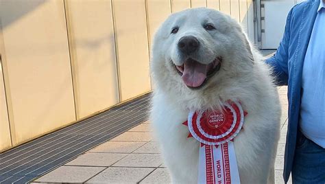 Cafaggio Il Cane Pi Bello Del Mondo E Vive Vicino A Torino La