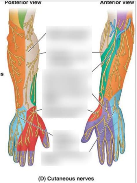 Cutaneous Innervation Of The Forearm Diagram Quizlet