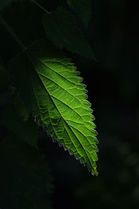 Free Images Tree Nature Branch Sunlight Leaf Flower Green