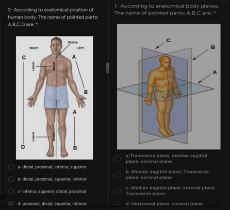 Planes Of The Body With Subject In The Anatomical