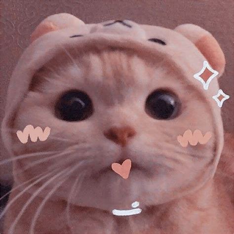 400 ảnh đẹp cute mèo giúp bạn thưởng thức vẻ đẹp dễ thương của thú cưng