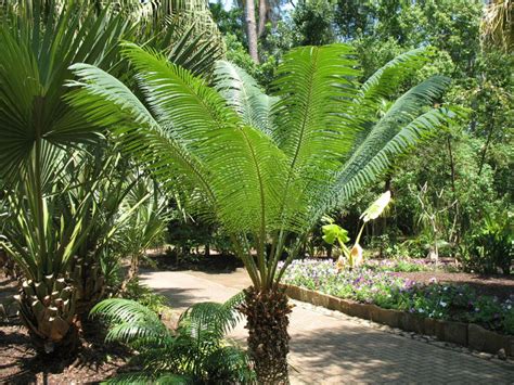 13 Plantas Resistentes Ao Sol Para Cultivar No Jardim