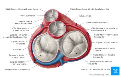 Valvas cardíacas Anatomia e relevância clínica Kenhub